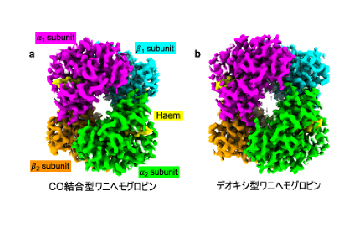 The unique allosteric property of crocodilian haemoglobin elucidated by ...