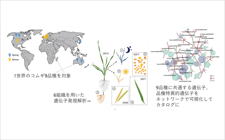 De novo annotation reveals transcriptomic complexity across the ...